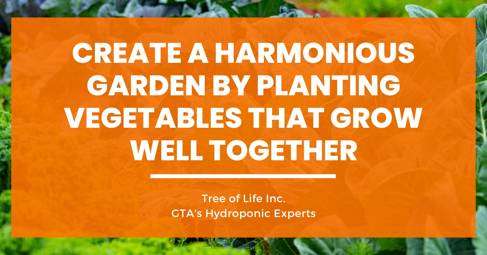 Create a Harmonious Garden by Planting Vegetables That Grow Well Toget ...