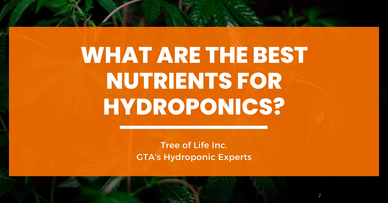 What are the Best Nutrients for Hydroponics? – Tree of Life Inc.
