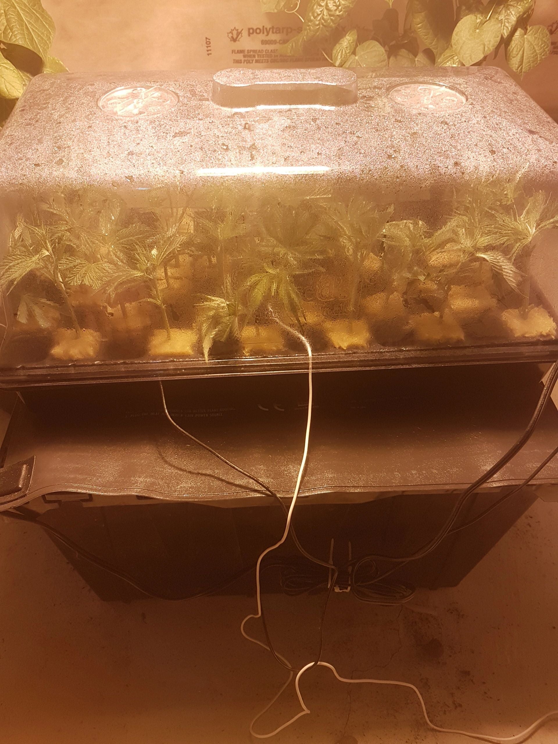 An Introduction to Cloning – Tree of Life Inc.